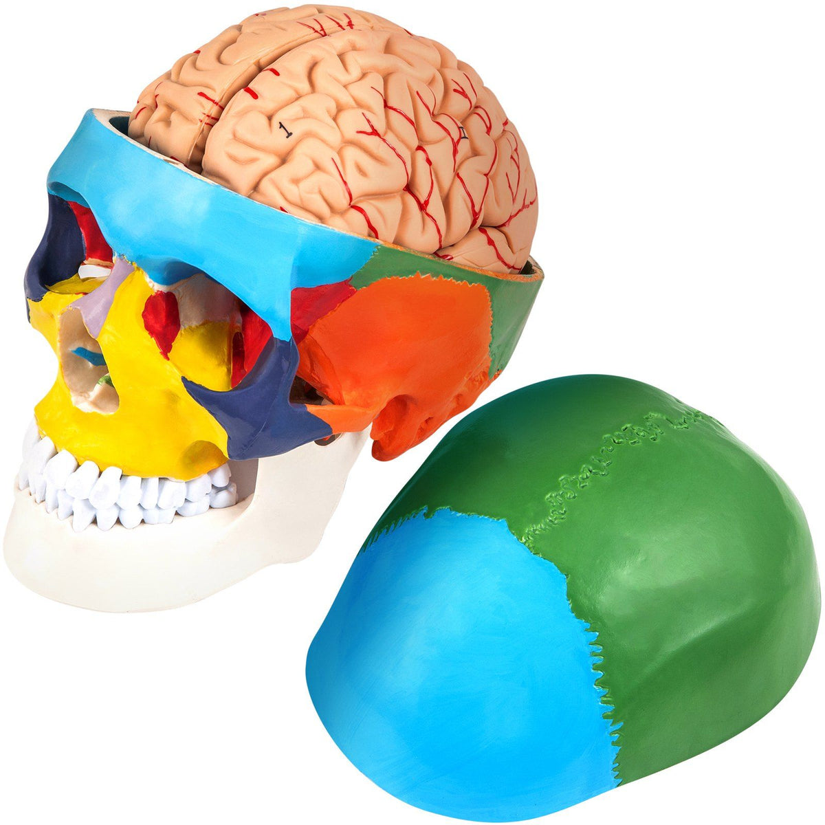 VEVOR Human Skull Model, 8 Parts Brain Human Skull Anatomy, Life-Size ...